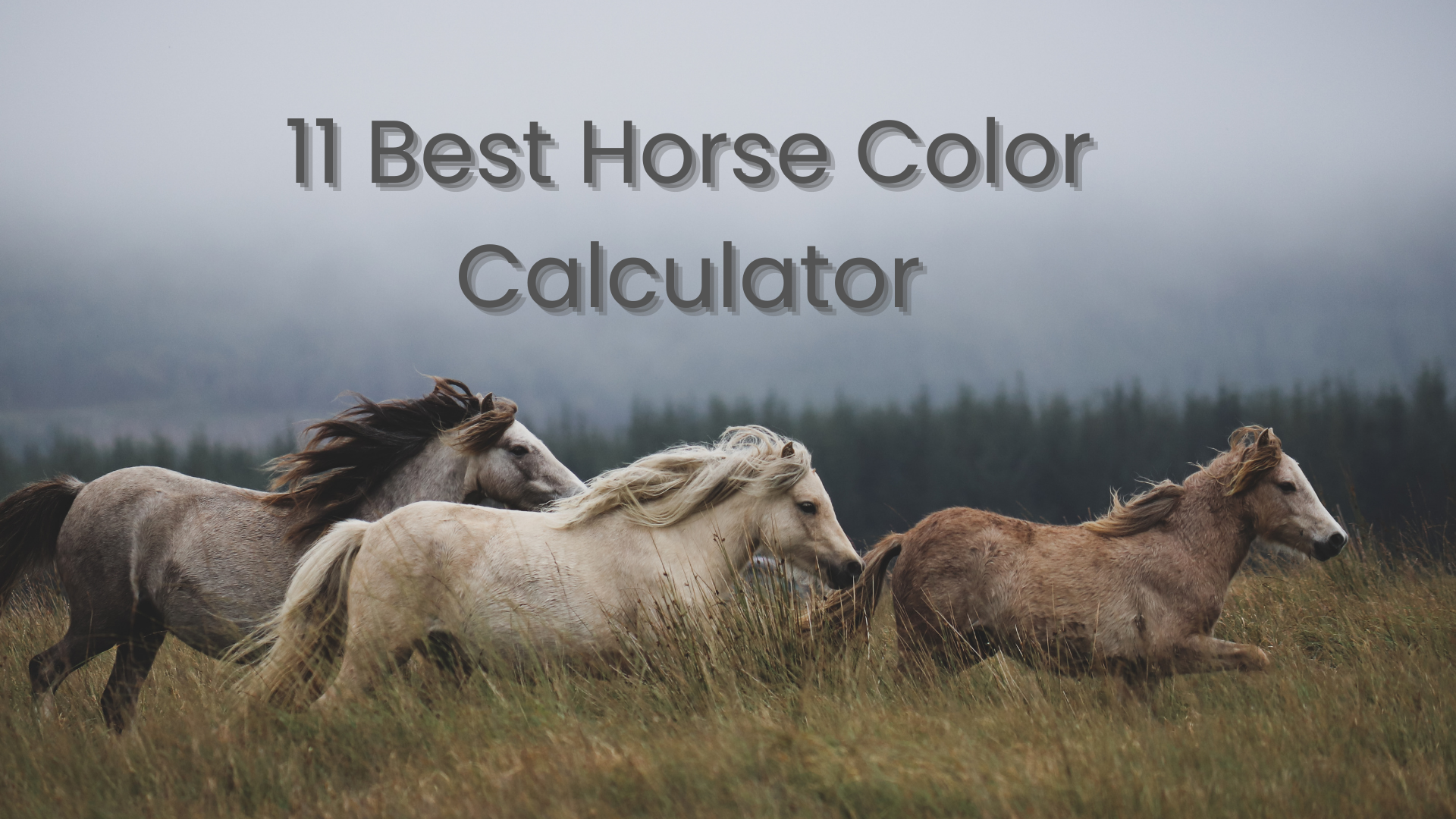 11 Best Horse Color Calculator: A Complete Guide to Equine Coat Colors ...